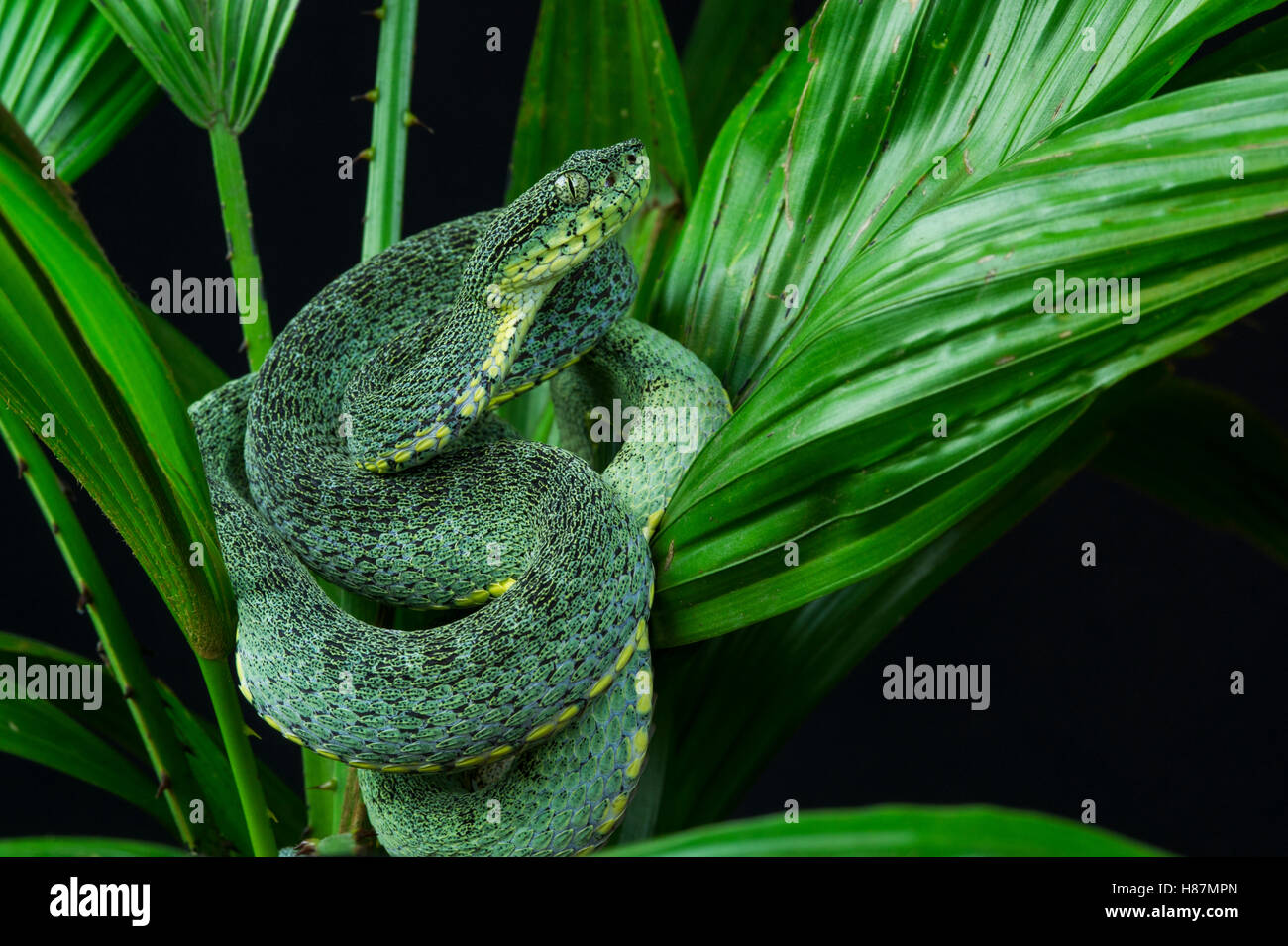 Two-striped Forest Pitviper (Bothriopsis bilineata smaragdinus), native ...