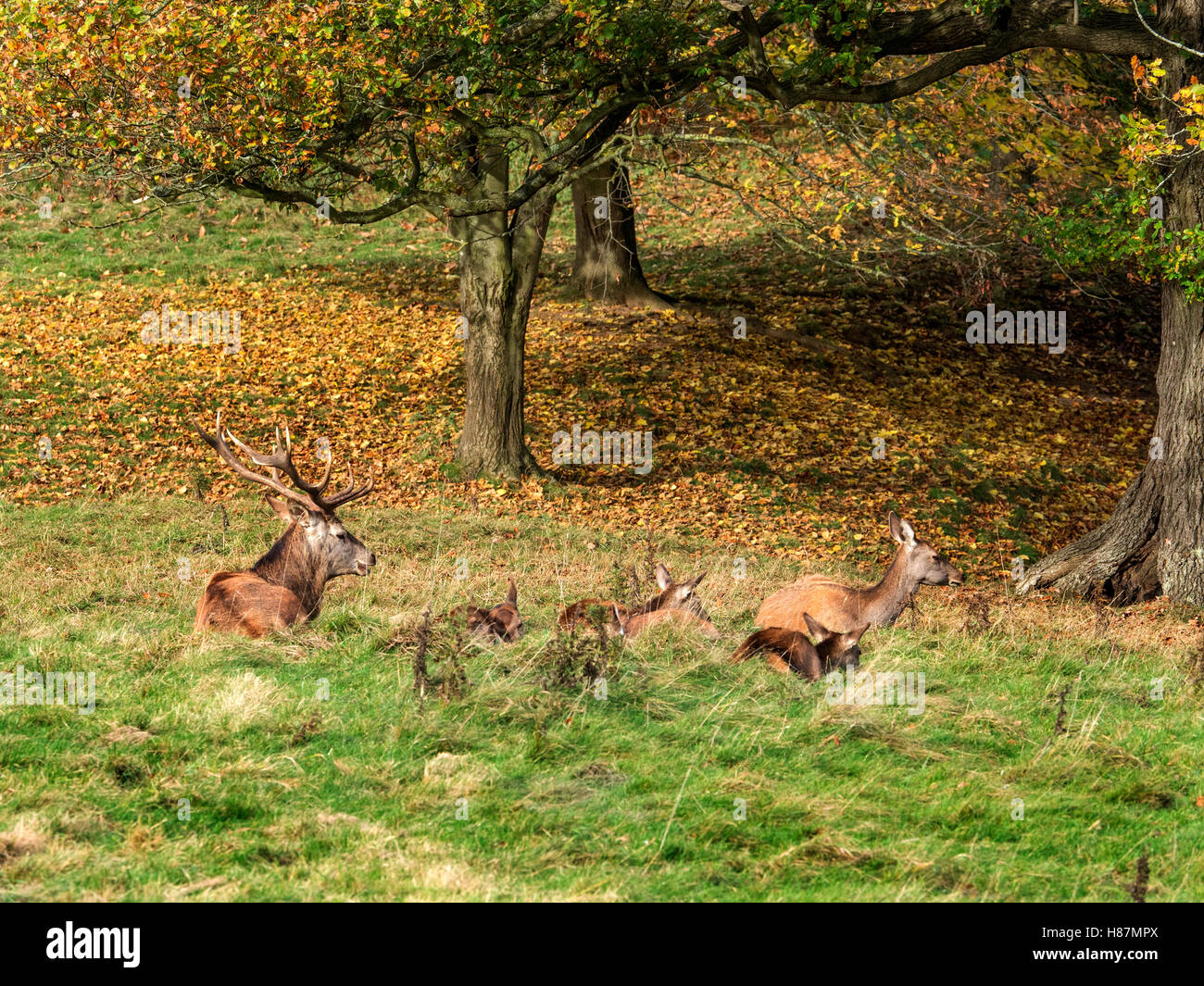 Red Deer at Studley Royal Deep Park in Autumn Ripon Yorkshire England ...