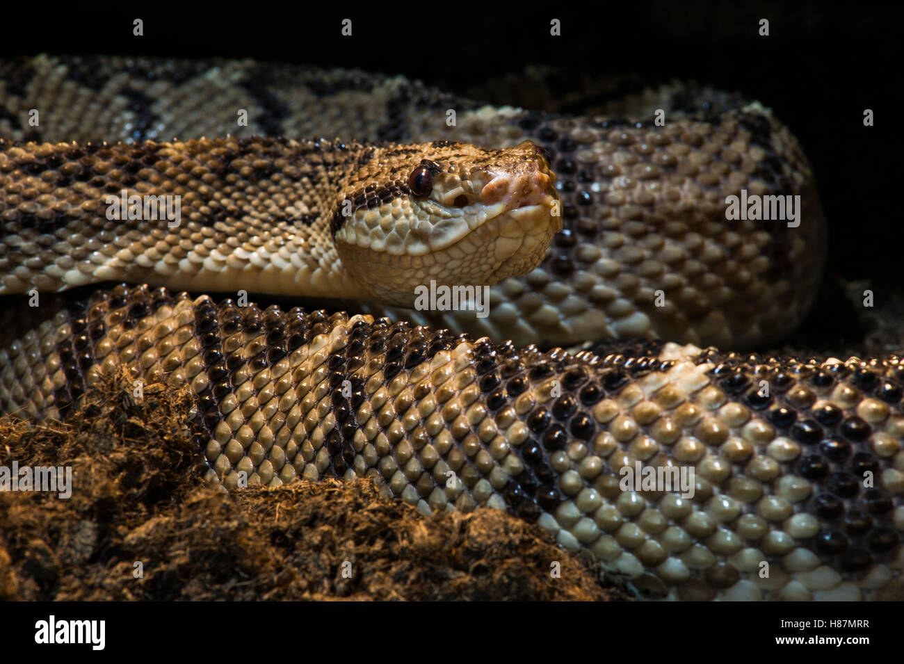 Chocoan Bushmaster (Lachesis acrochorda), native to South America Stock ...