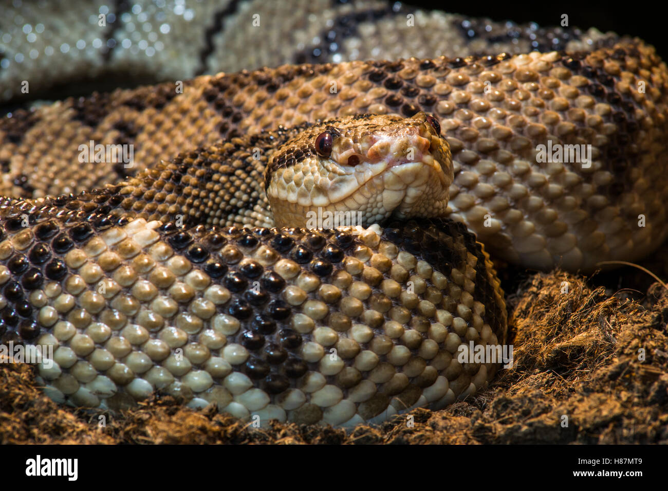 Chocoan Bushmaster (Lachesis acrochorda), native to South America Stock ...