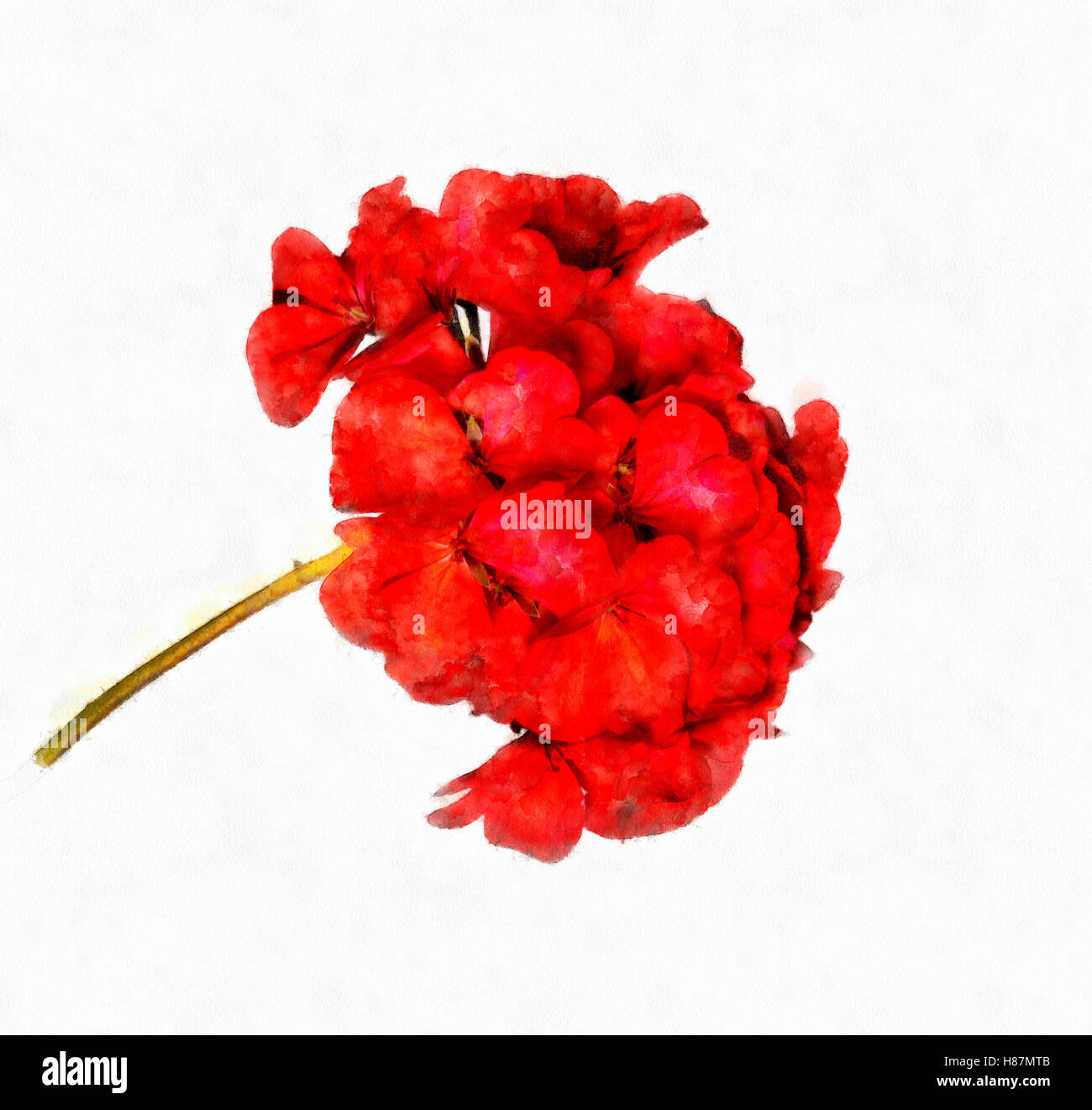 Blossom of geranium Cut Out Stock Images & Pictures - Alamy