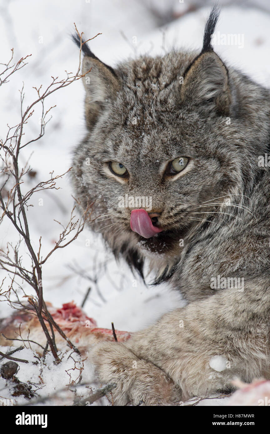 Canada Lynx (Lynx canadensis) feeding on Snowshoe Hare (Lepus ...