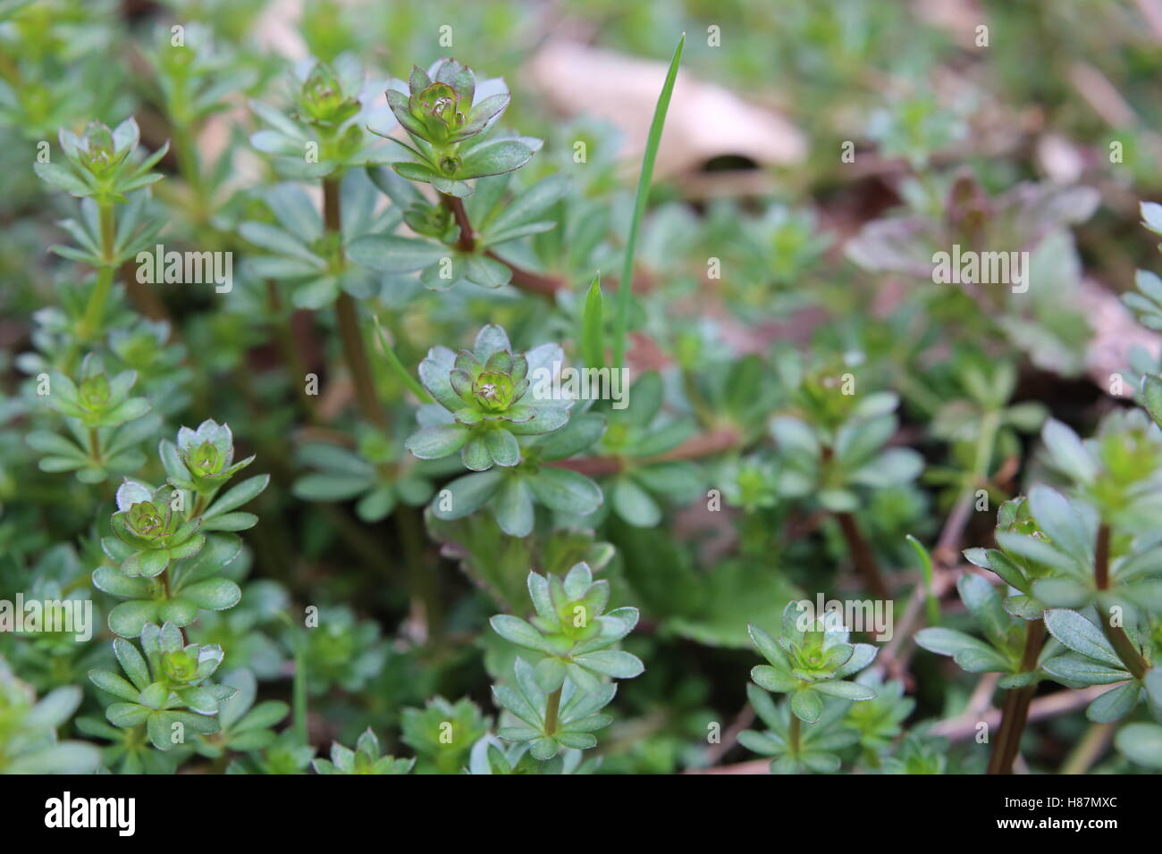 Macro of heath bedstraw (Galium saxatile) in spring Stock Photo - Alamy