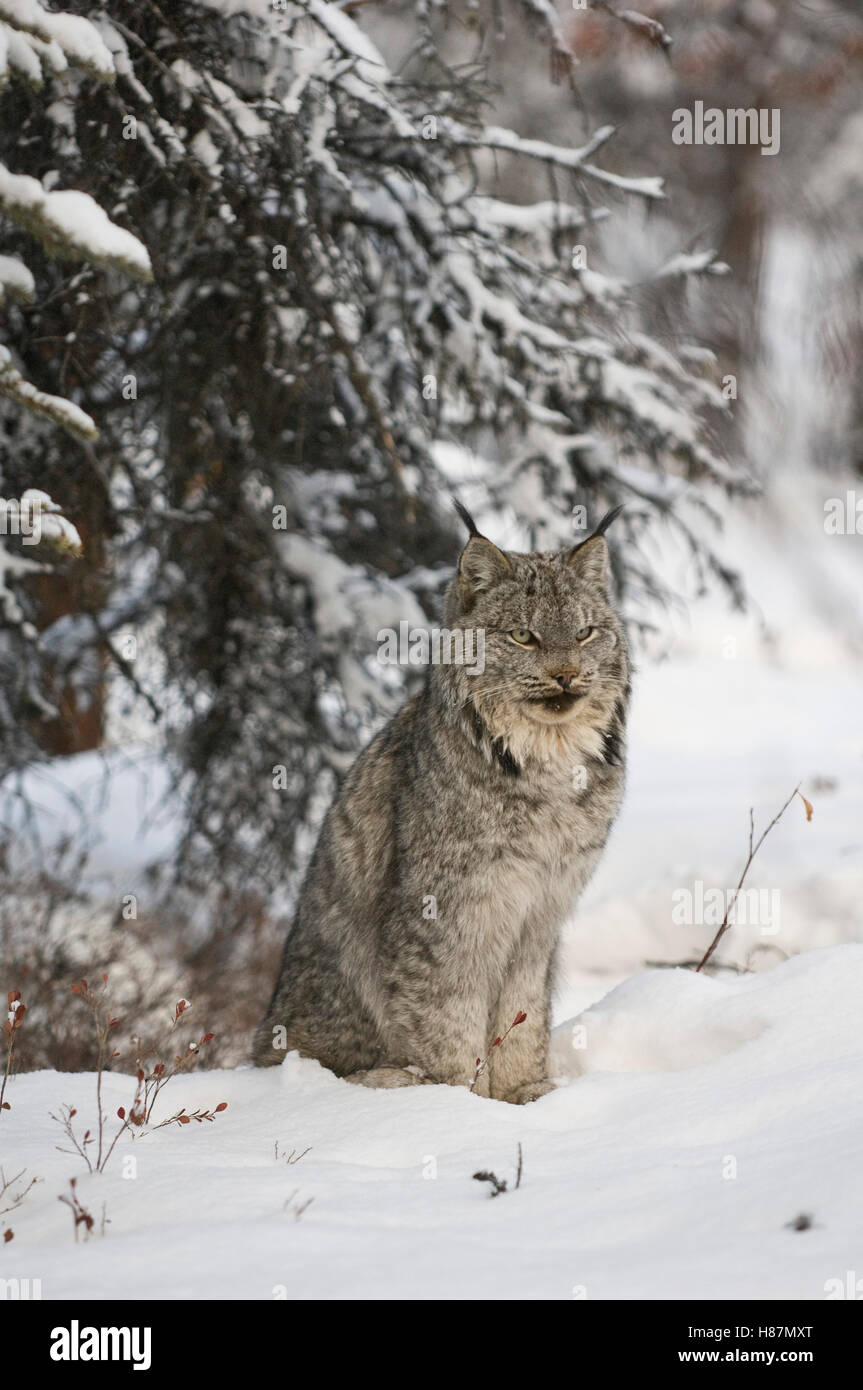 Canada Lynx (Lynx canadensis), Alaska Stock Photo - Alamy