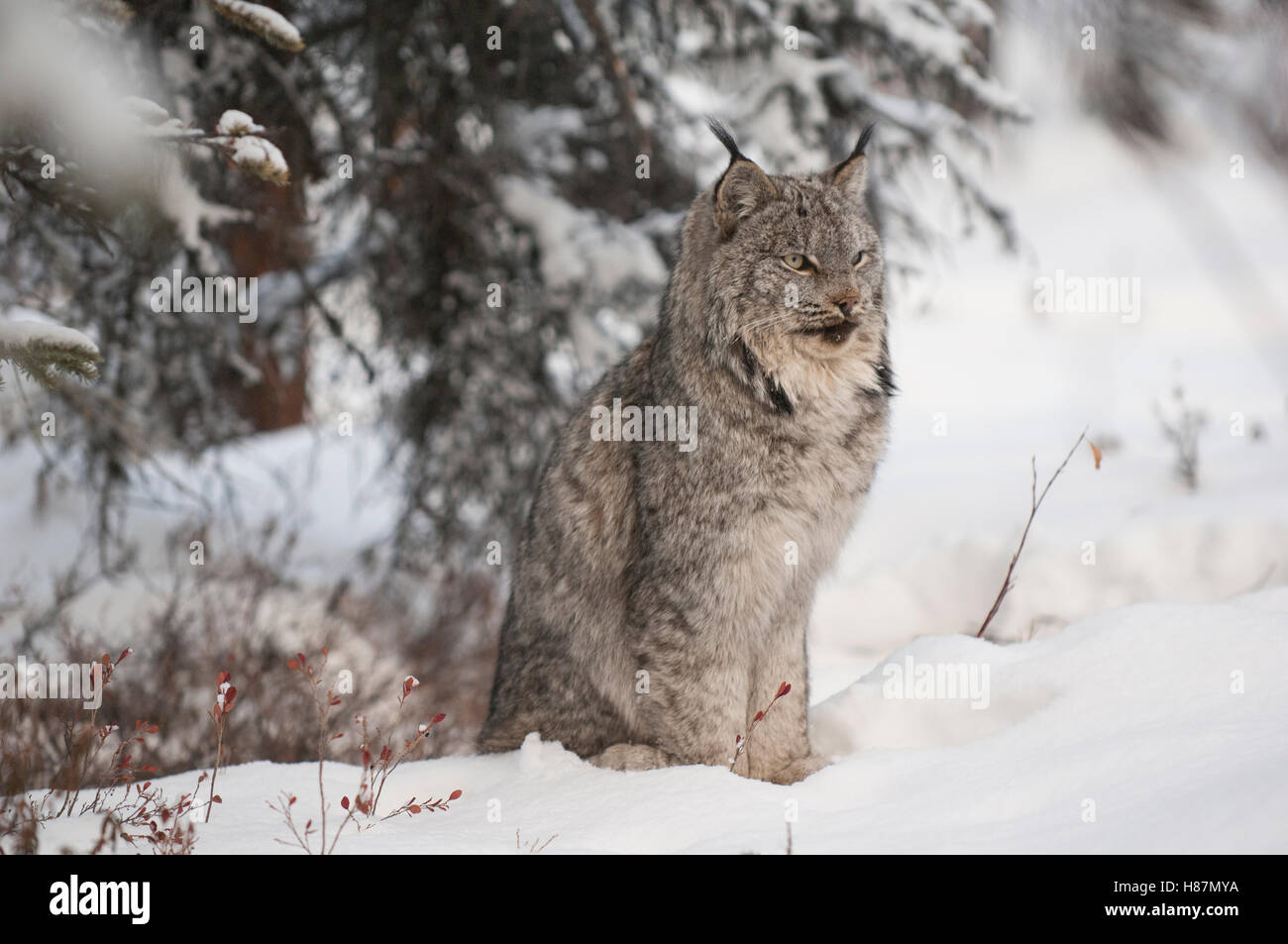 Canada Lynx (Lynx canadensis), Alaska Stock Photo - Alamy