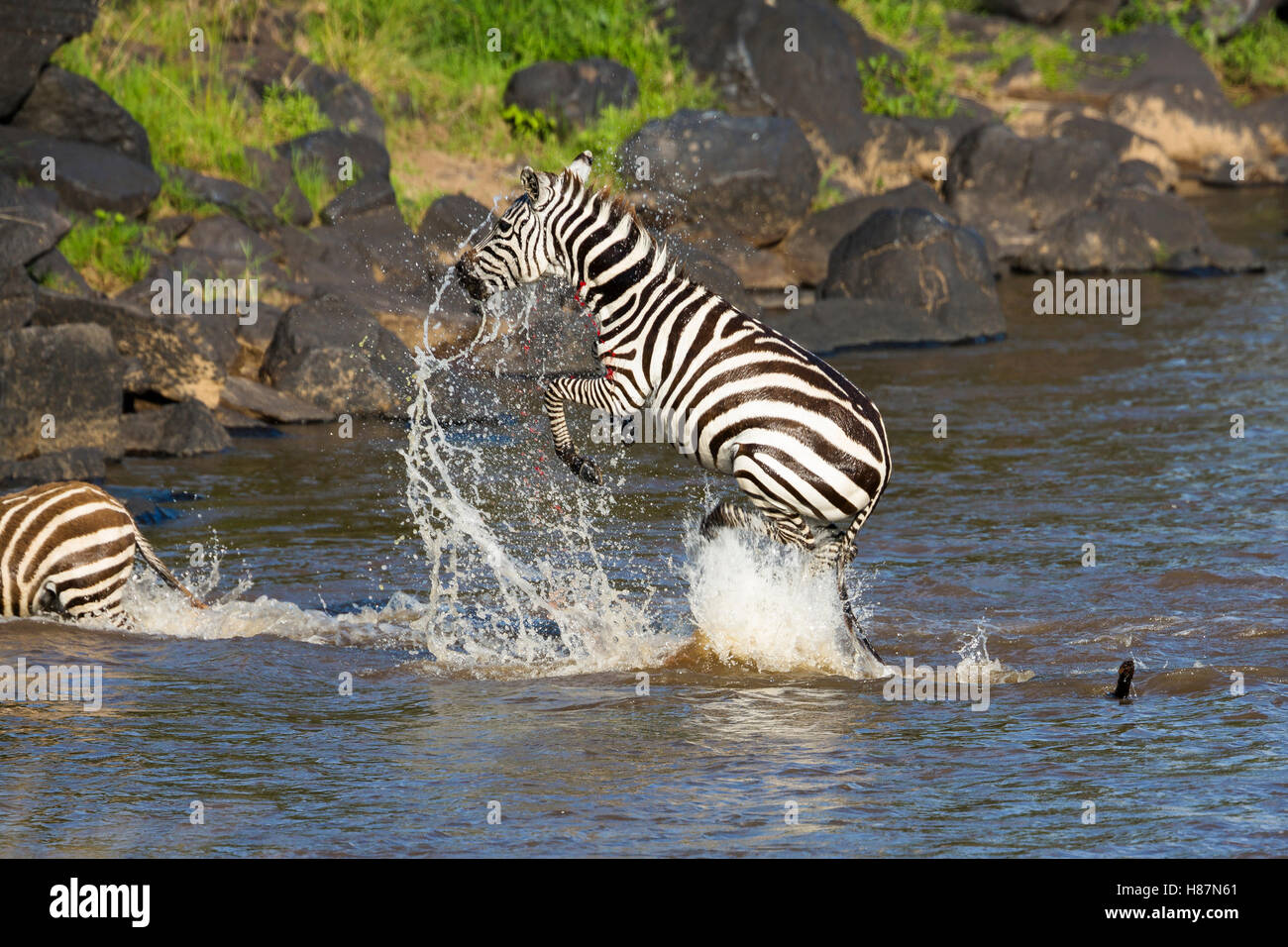 Zebra (Equus quagga) mother evading Nile Crocodile (Crocodylus ...