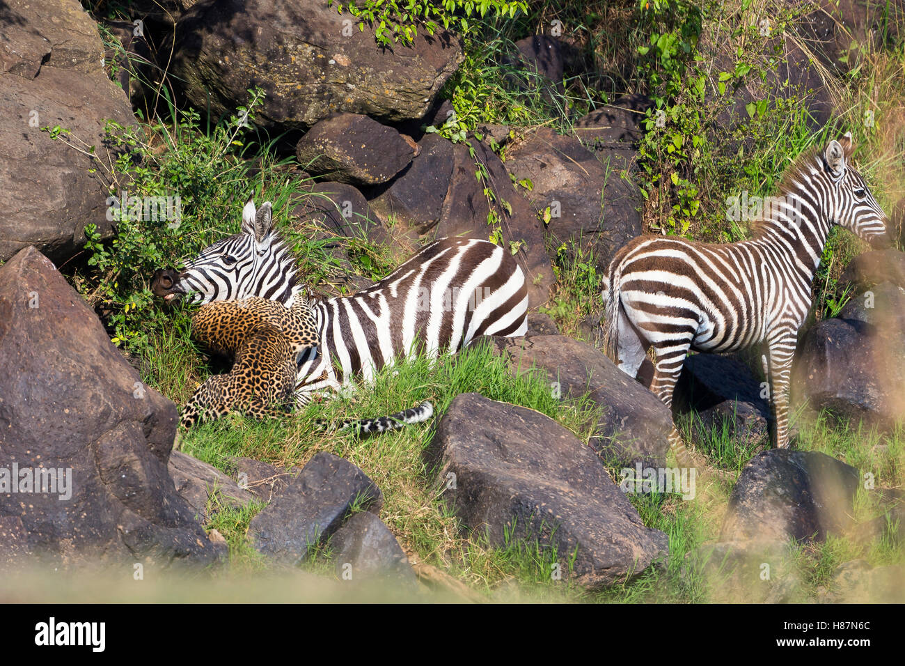 Leopard (Panthera pardus) attacking Zebra (Equus quagga) after it was ...
