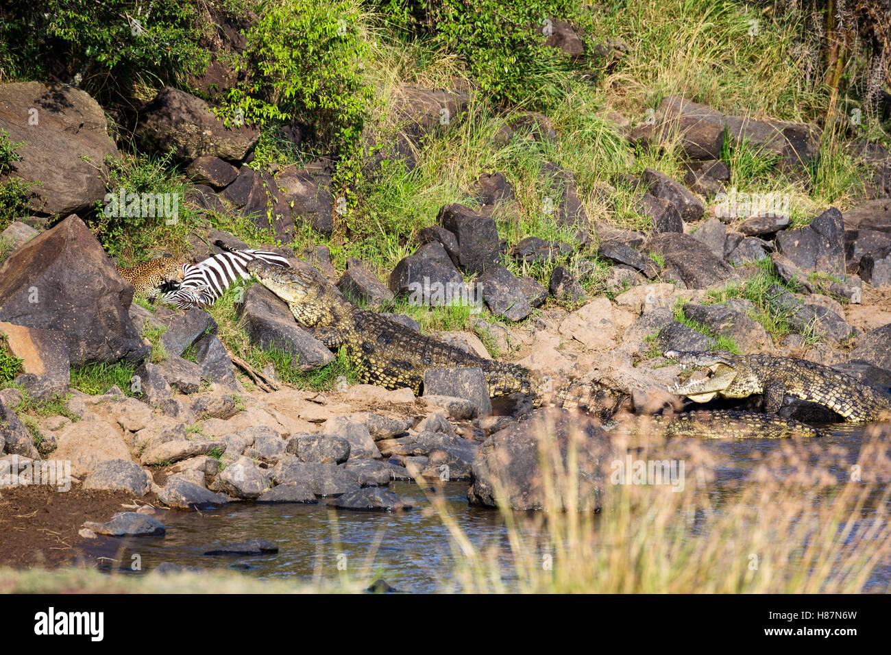 Leopard (Panthera pardus) and returning Nile Crocodile (Crocodylus ...