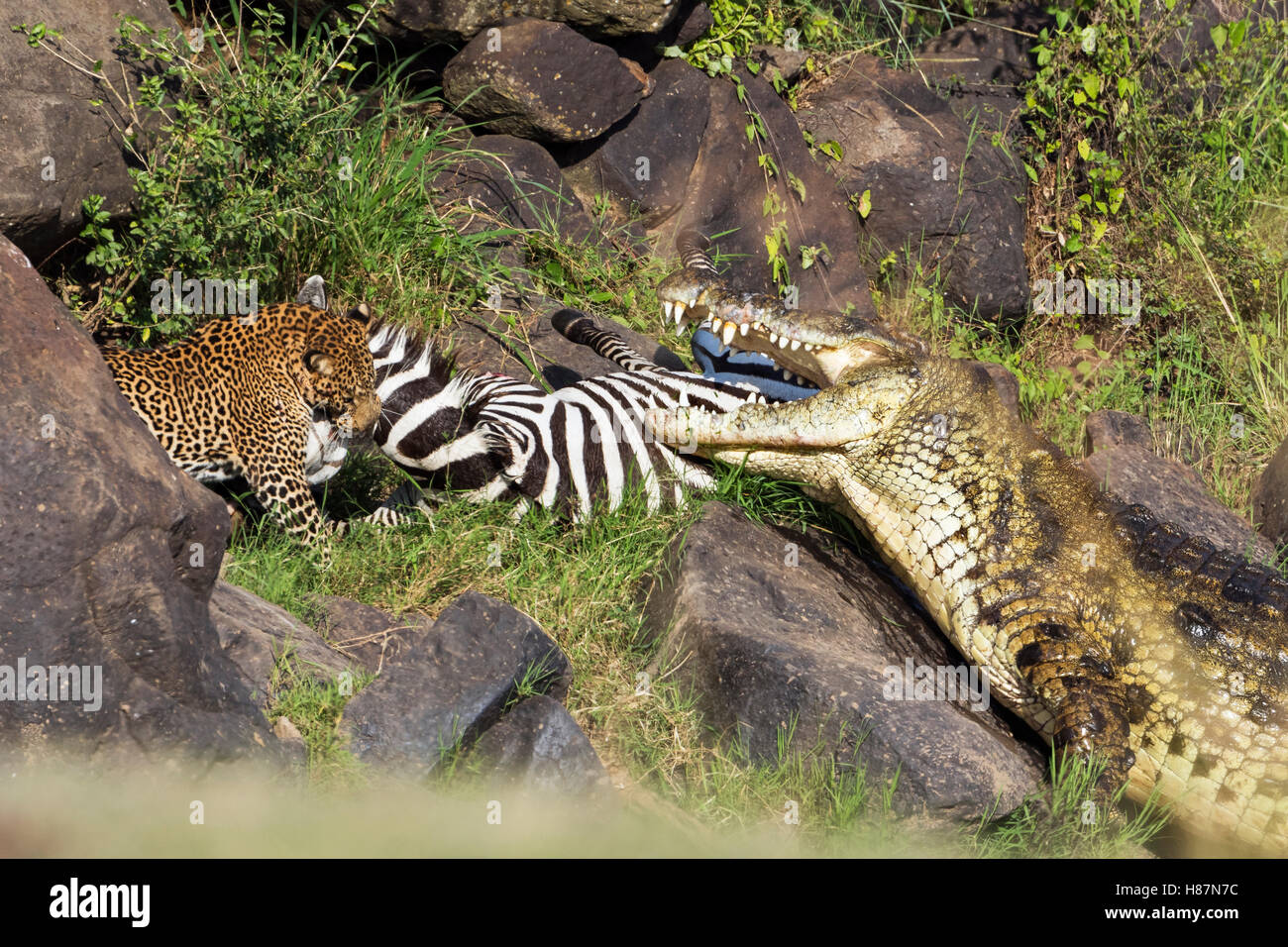 Leopard (Panthera pardus) and returning Nile Crocodile (Crocodylus ...