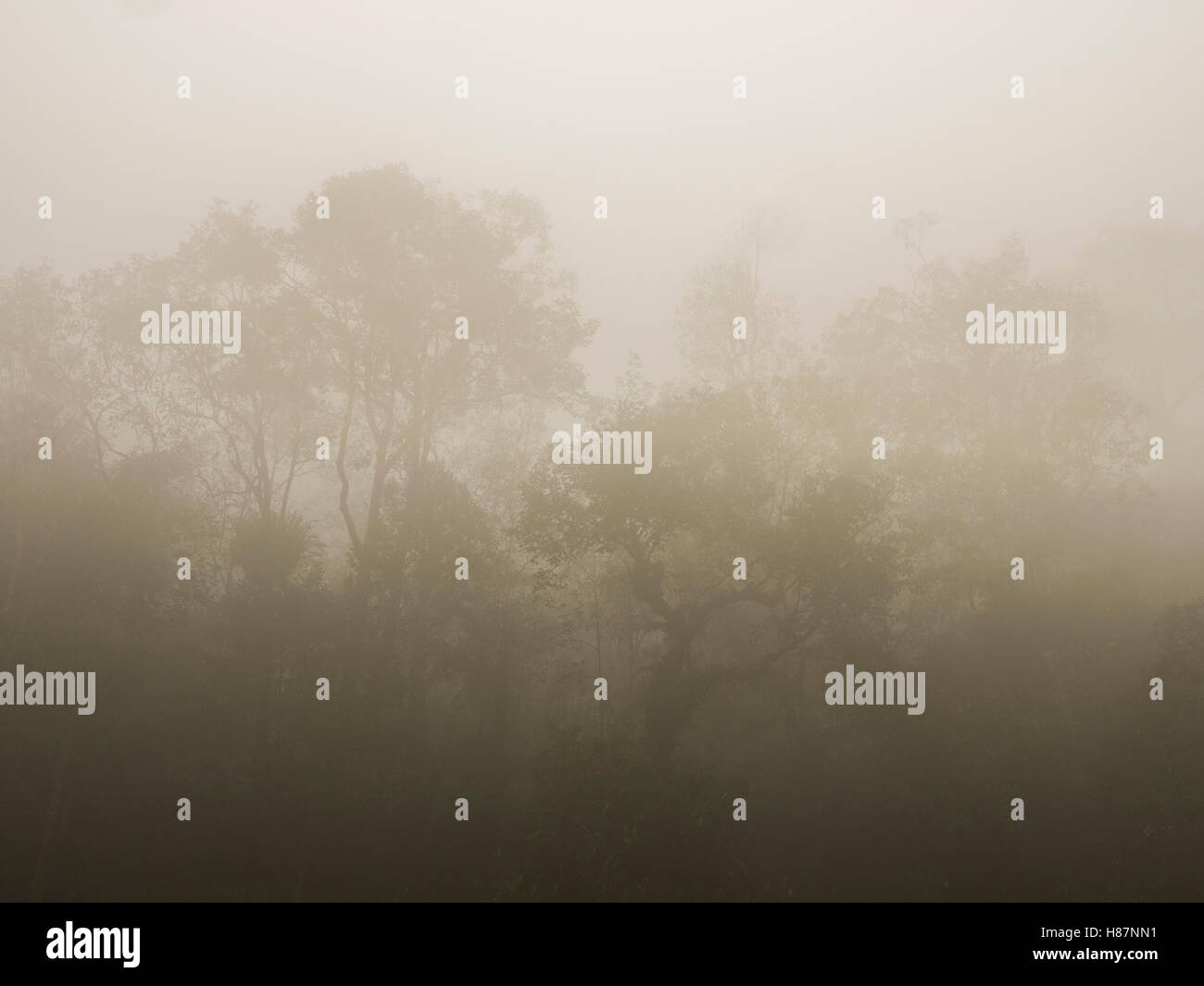 Trees in dense haze caused by fire, set by humans to clear rainforest ...