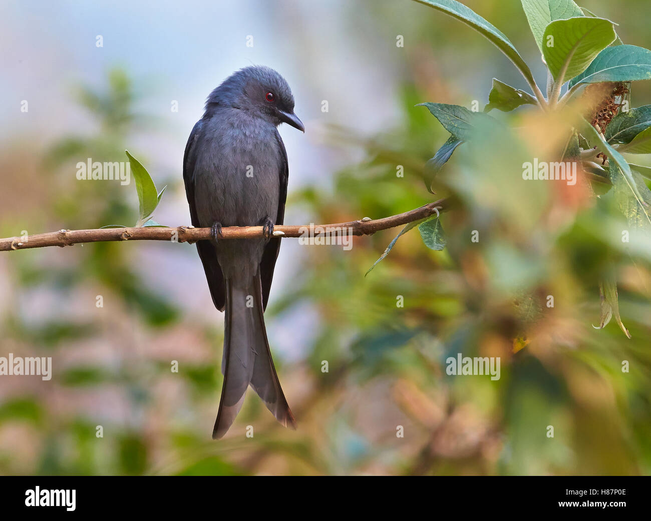 Ashy Drongo (Dicrurus leucophaeus), Gaoligongshan National Nature ...