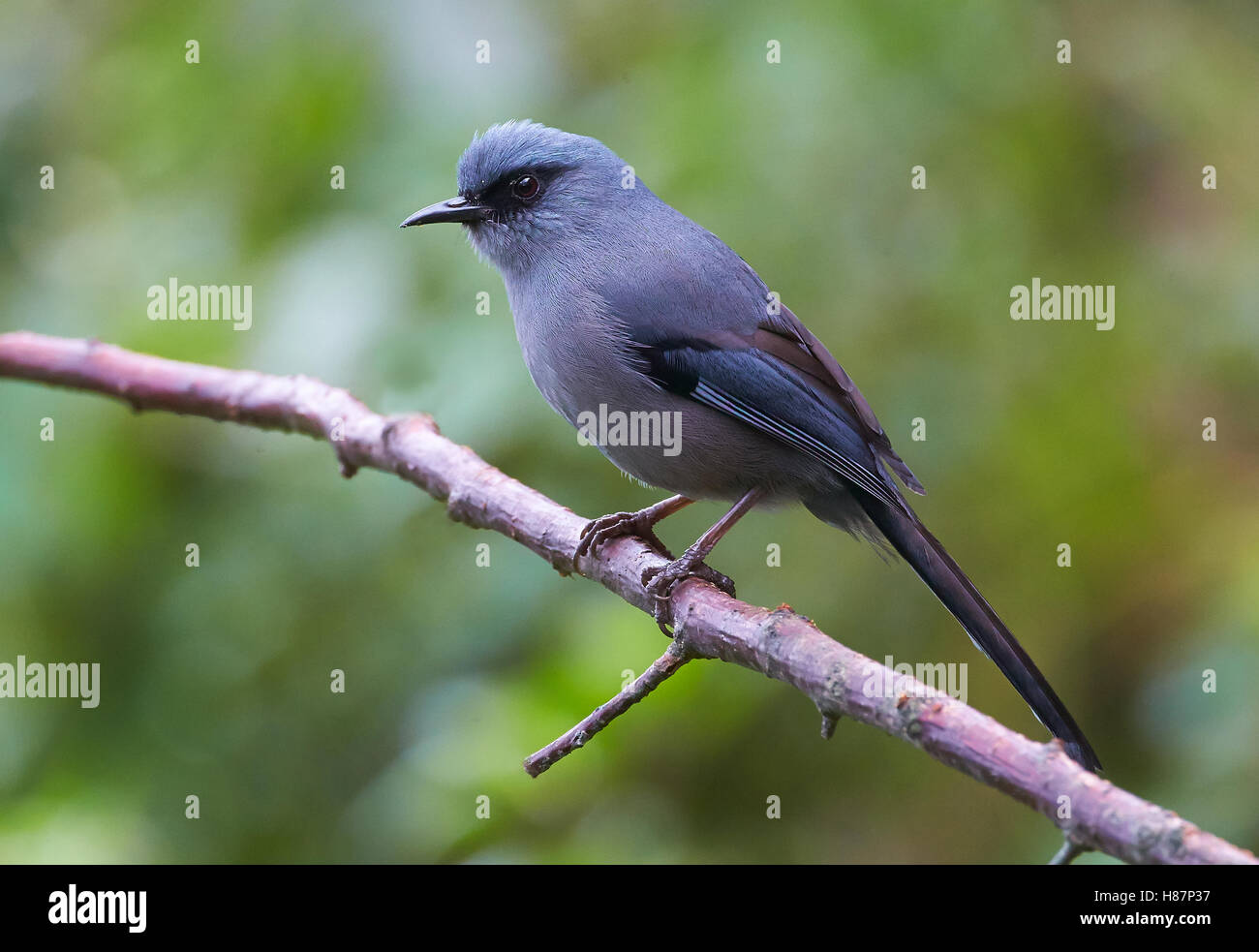 Heterophasia hi-res stock photography and images - Alamy