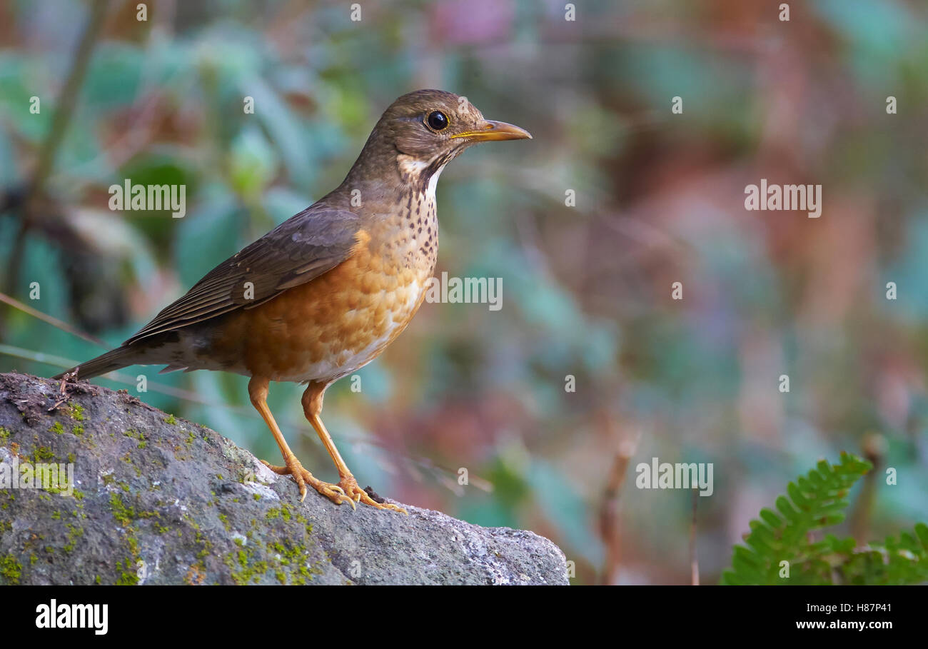 Black-breasted Thrush (Turdus dissimilis) female, Gaoligongshan ...
