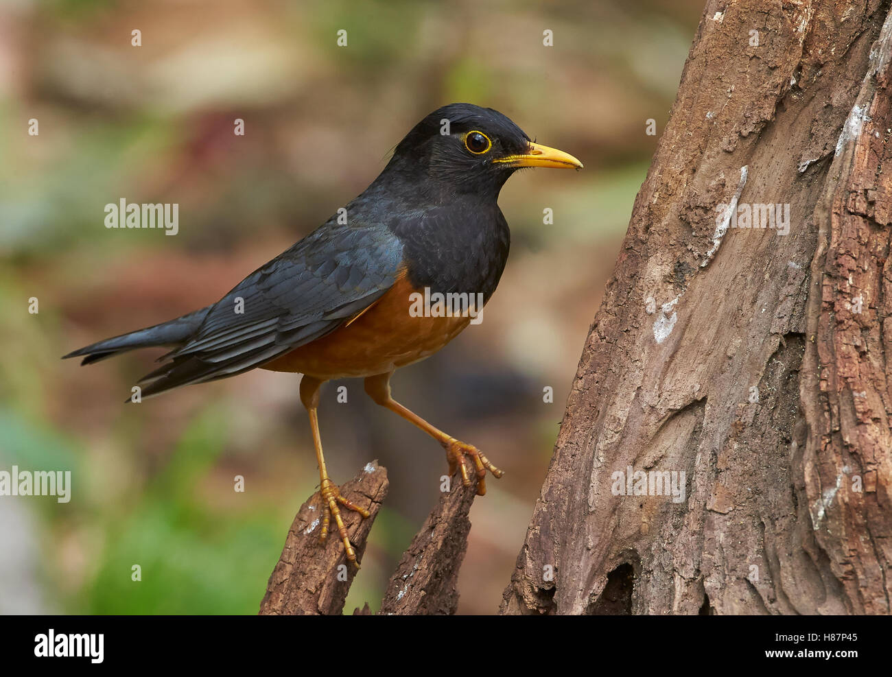 Black-breasted Thrush (Turdus dissimilis) male, Gaoligongshan National ...
