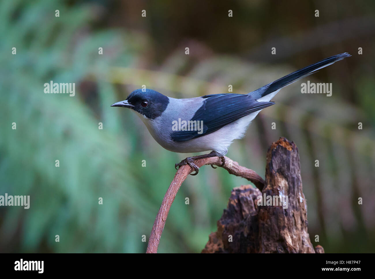 Black-headed Sibia (Heterophasia desgodinsi), Gaoligongshan National ...