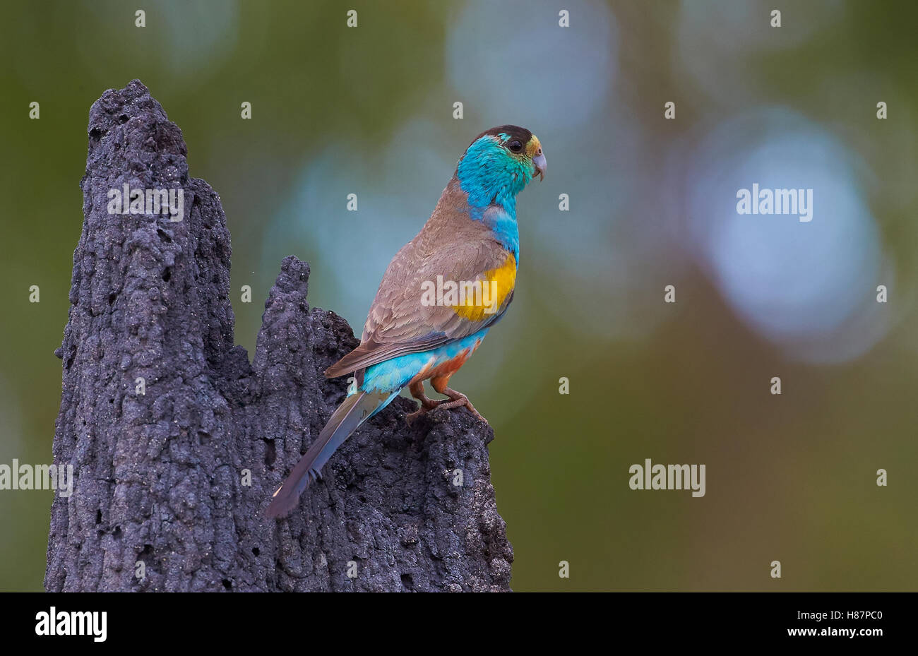 Golden-shouldered Parrot (Psephotus chrysopterygius) male, Musgrave ...