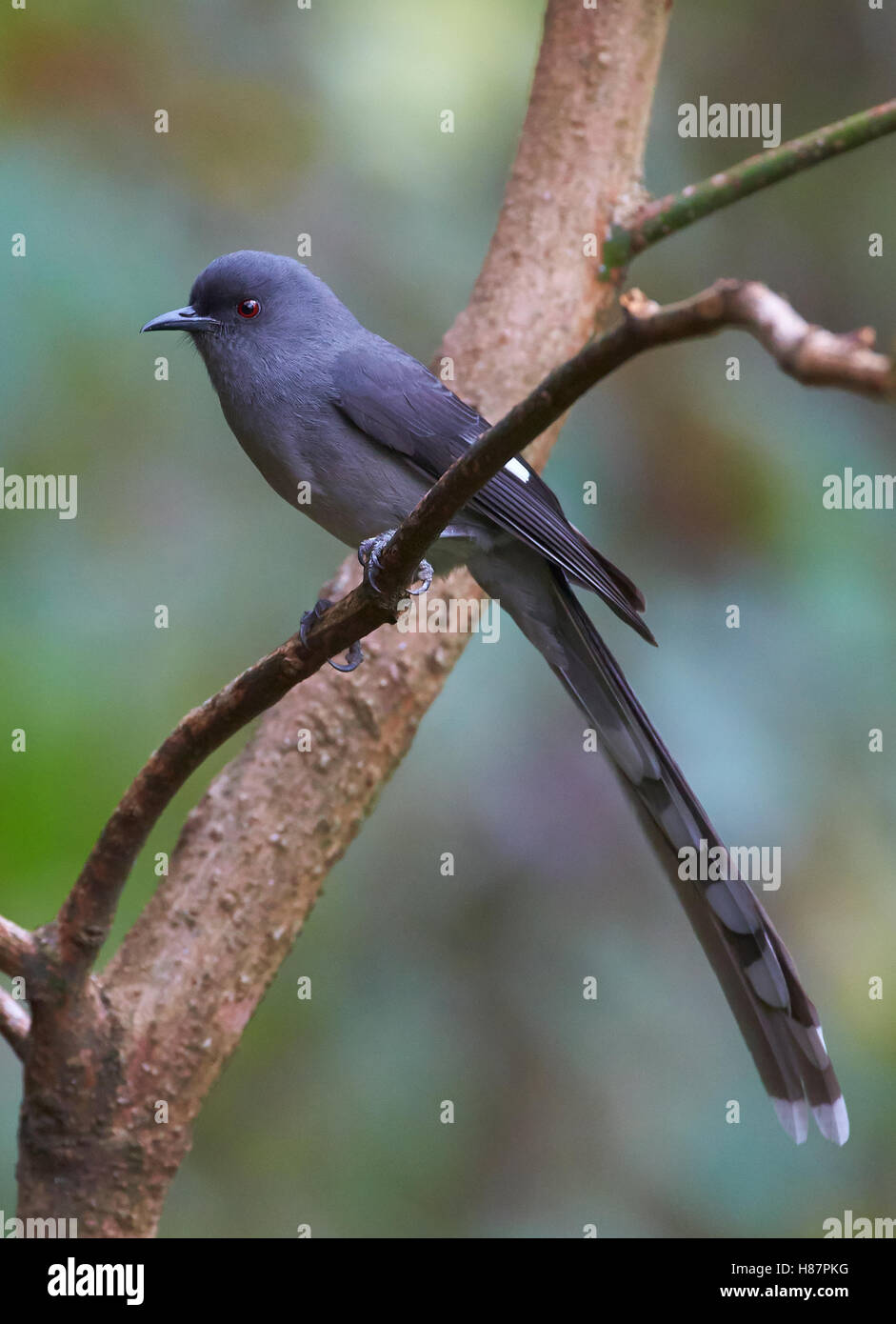Long-tailed Sibia (Heterophasia picaoides), Gaoligongshan National Nature Reserve, Yunnan ...
