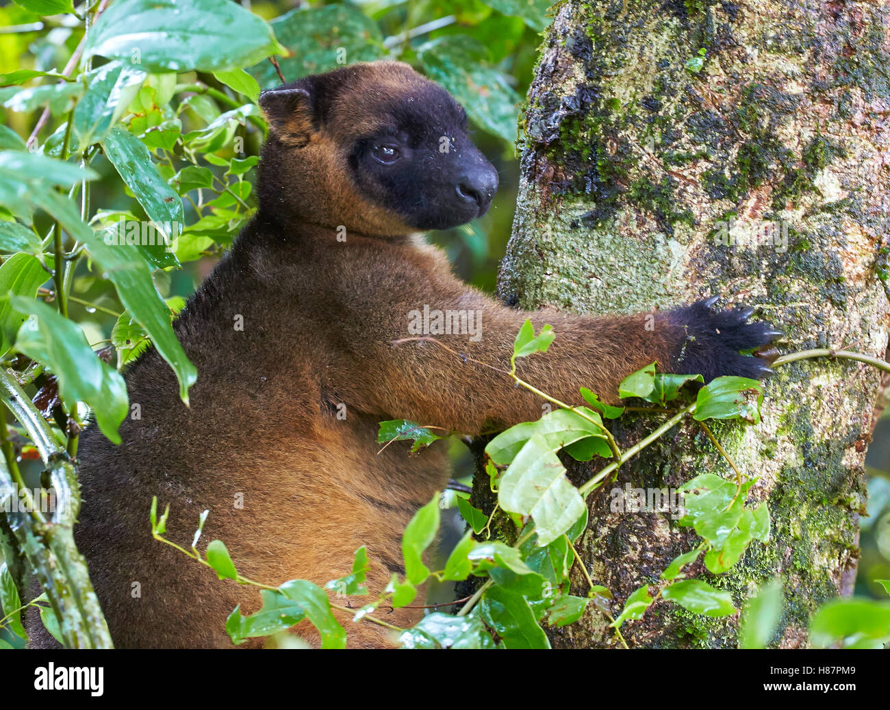 Lumholtz's Tree-kangaroo (Dendrolagus lumholtzi) male, Malanda ...