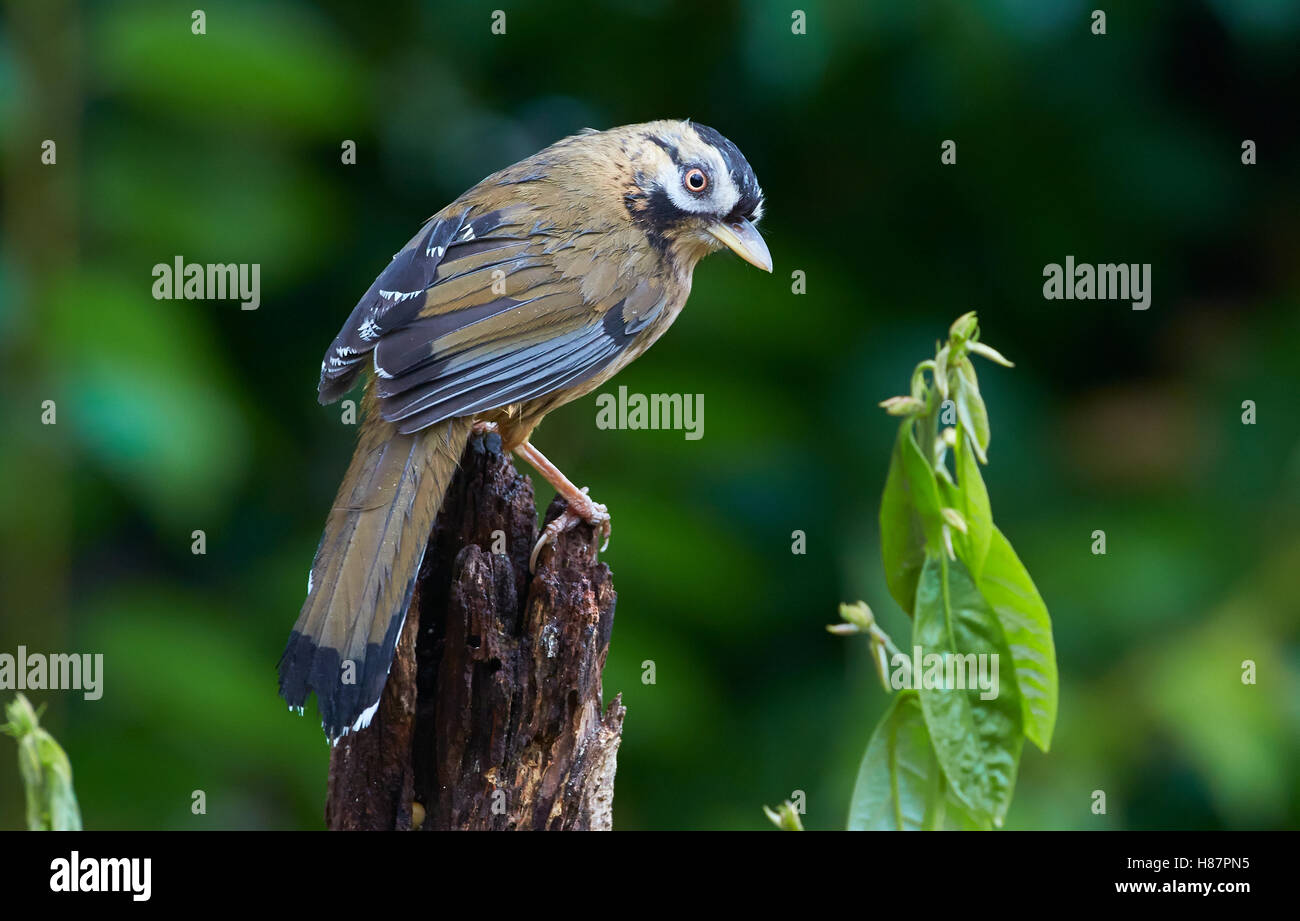 Moustached Laughingthrush (Garrulax cineraceus), Gaoligongshan National ...