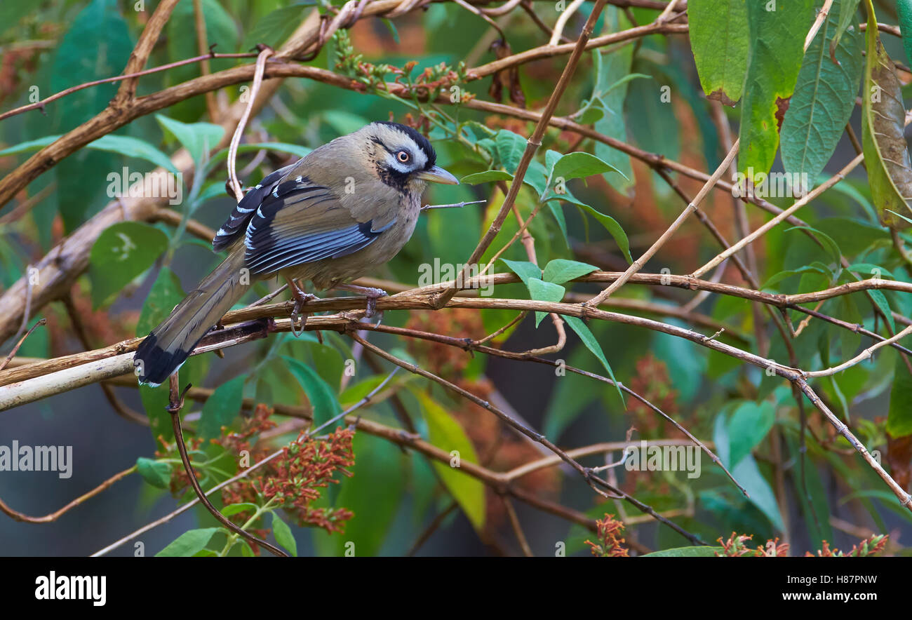 Moustached Laughingthrush (Garrulax cineraceus), Gaoligongshan National ...