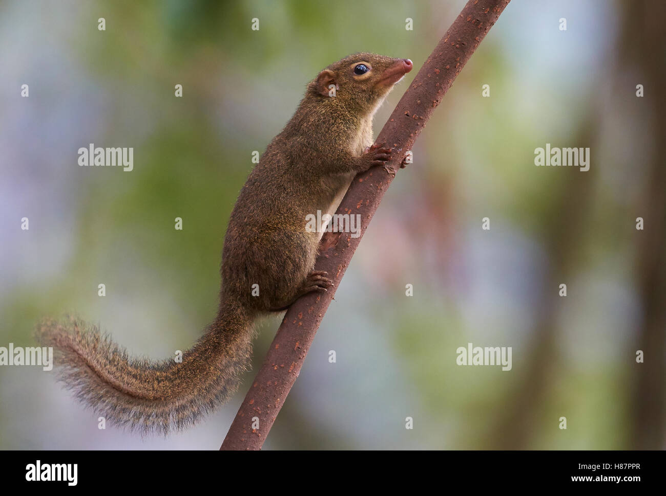 Northern Tree Shrew (Tupaia belangeri), Gaoligongshan National Nature ...