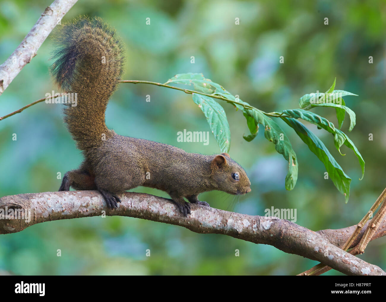 Red-bellied Squirrel (Callosciurus erythraeus), Gaoligongshan National ...