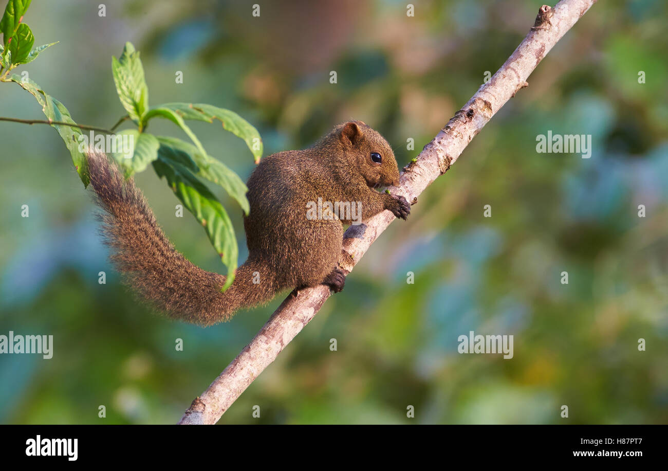 Red-bellied Squirrel (Callosciurus erythraeus) feeding, Gaoligongshan ...