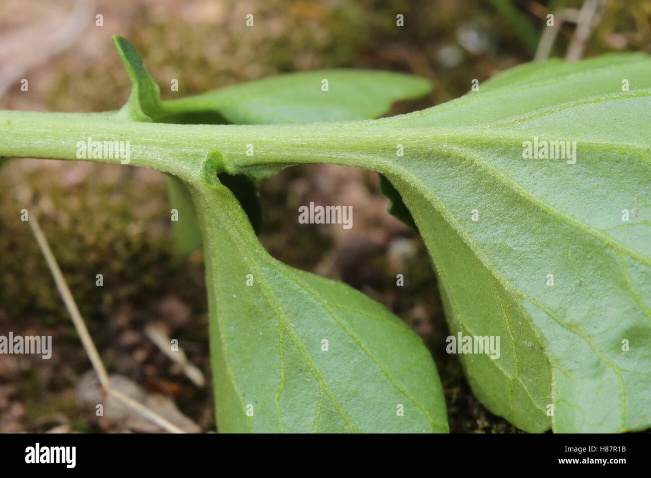 Barbara a leaf hi-res stock photography and images - Alamy