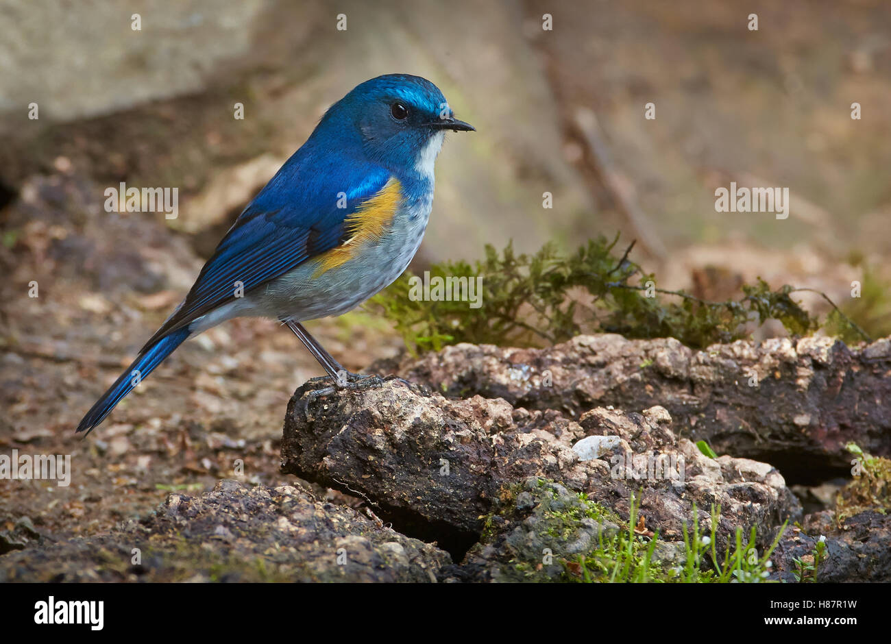 Orange-flanked Bush-Robin (Tarsiger cyanurus) male, Gaoligongshan ...
