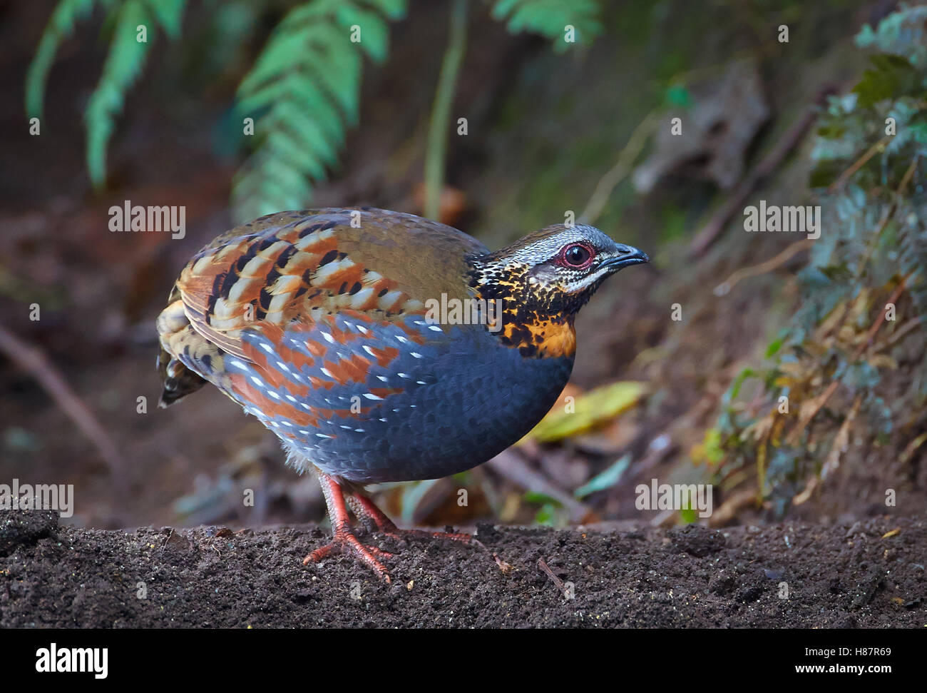 Rufous-throated Partridge (Arborophila rufogularis), Gaoligongshan ...