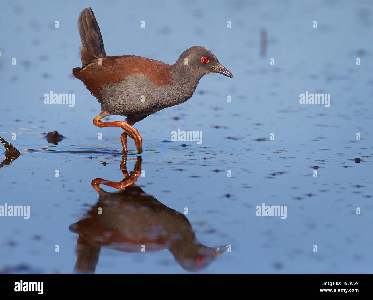 Spotless Crake (Porzana tabuensis) wading, North Lake, Perth, Western ...