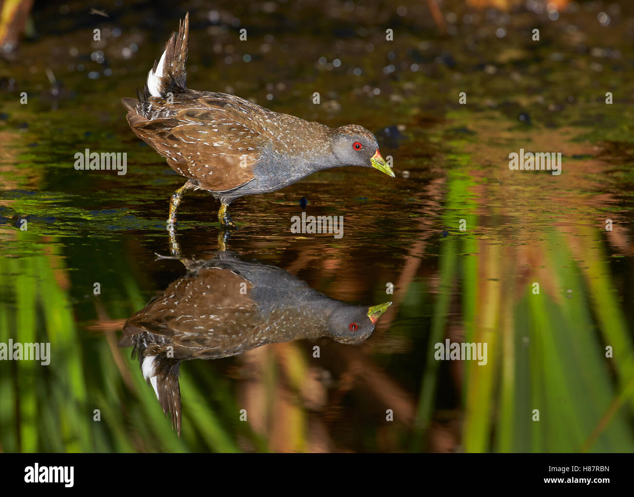 Spotted Crake (Porzana porzana) wading, North Lake, Perth, Western ...
