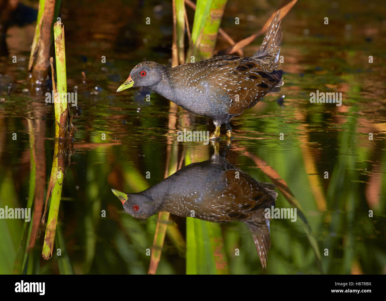 Spotted Crake (Porzana porzana) wading, North Lake, Perth, Western ...