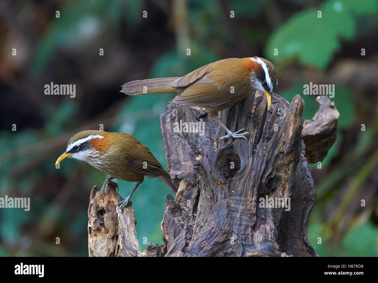 Streak-breasted Scimitar-Babbler (Pomatorhinus ruficollis) pair ...
