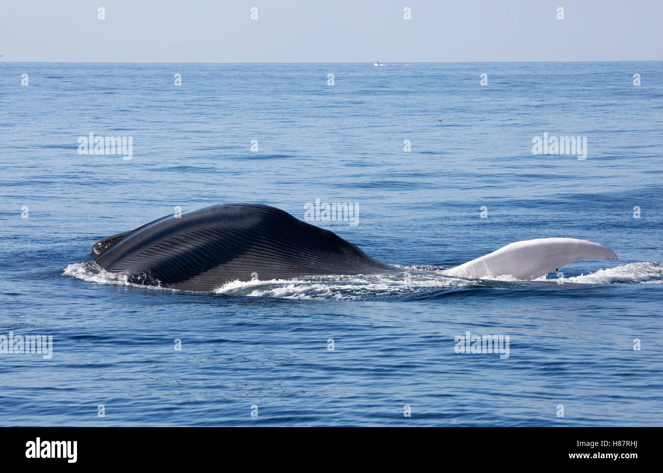 Blue Whale (Balaenoptera musculus) gulp feeding on krill, Nine Mile ...