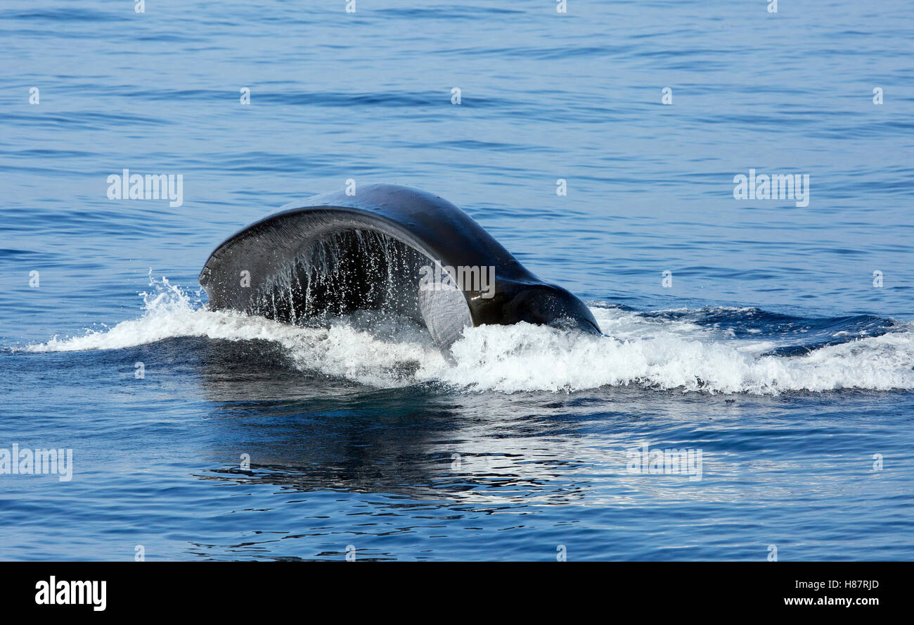 Blue Whale (Balaenoptera musculus) gulp feeding on krill, Nine Mile ...