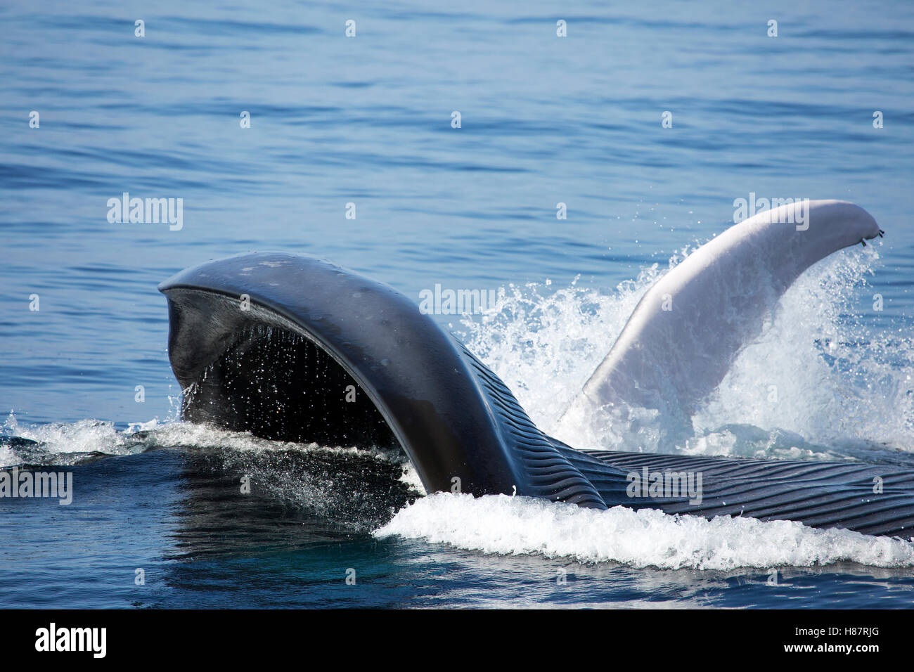 Blue Whale (Balaenoptera musculus) gulp feeding on krill, Nine Mile ...