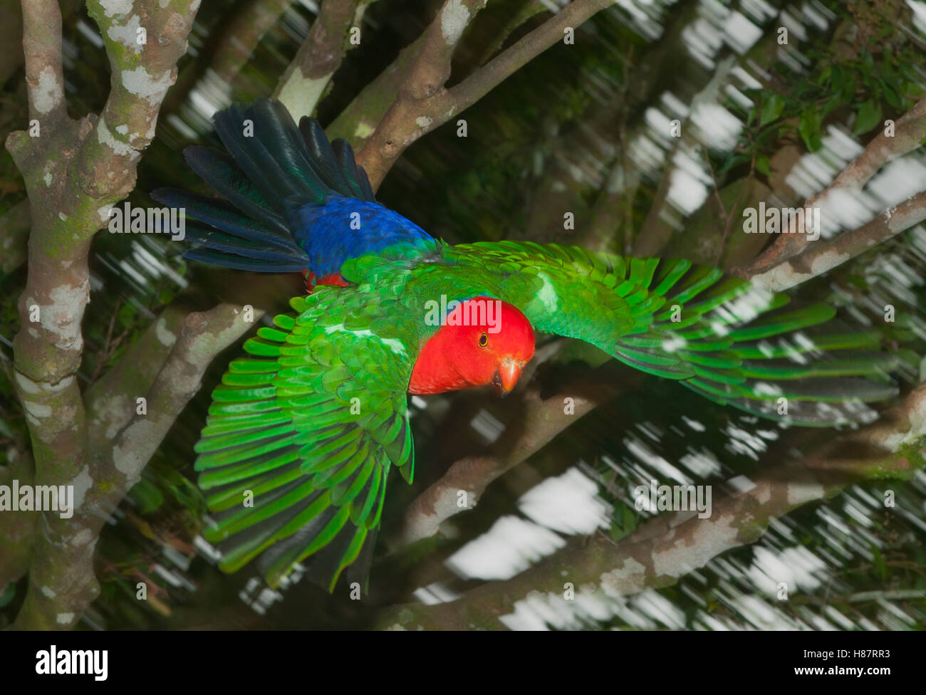 Australian King Parrot (Alisterus scapularis) male flying, Lamington ...