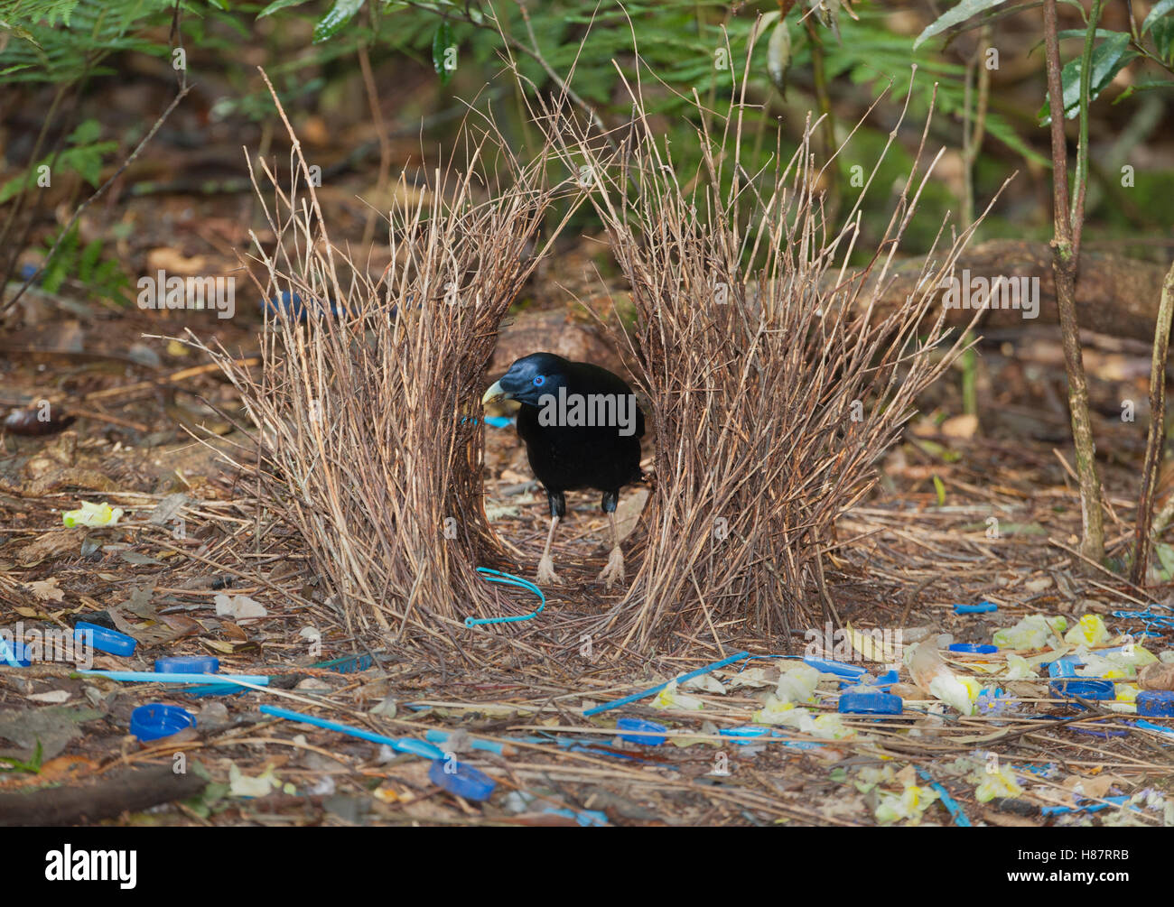 Satin Bowerbird (Ptilonorhynchus violaceus) male in bower decorated with blue objects and yellow ...