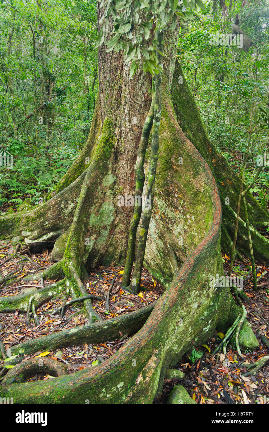 Black Booyong (Argyrodendron actinophyllum) tree with buttress root ...