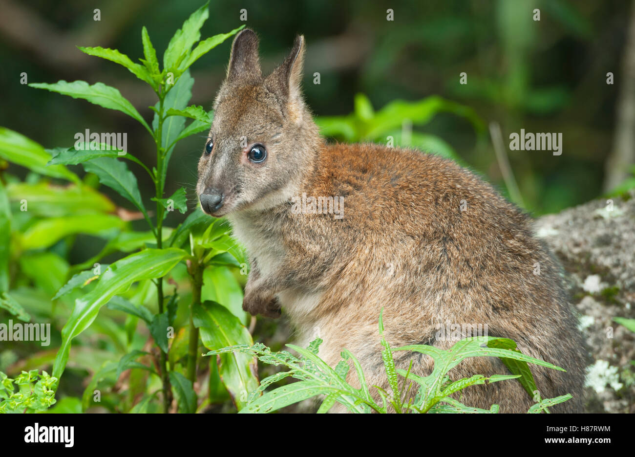 Red-necked Pademelon (Thylogale thetis), Lamington National Park ...