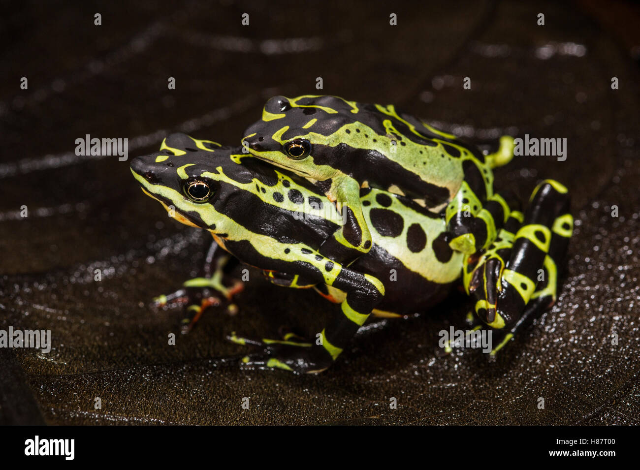 Toad (Atelopus sp) pair in amplexus, new undescribed species, native to ...