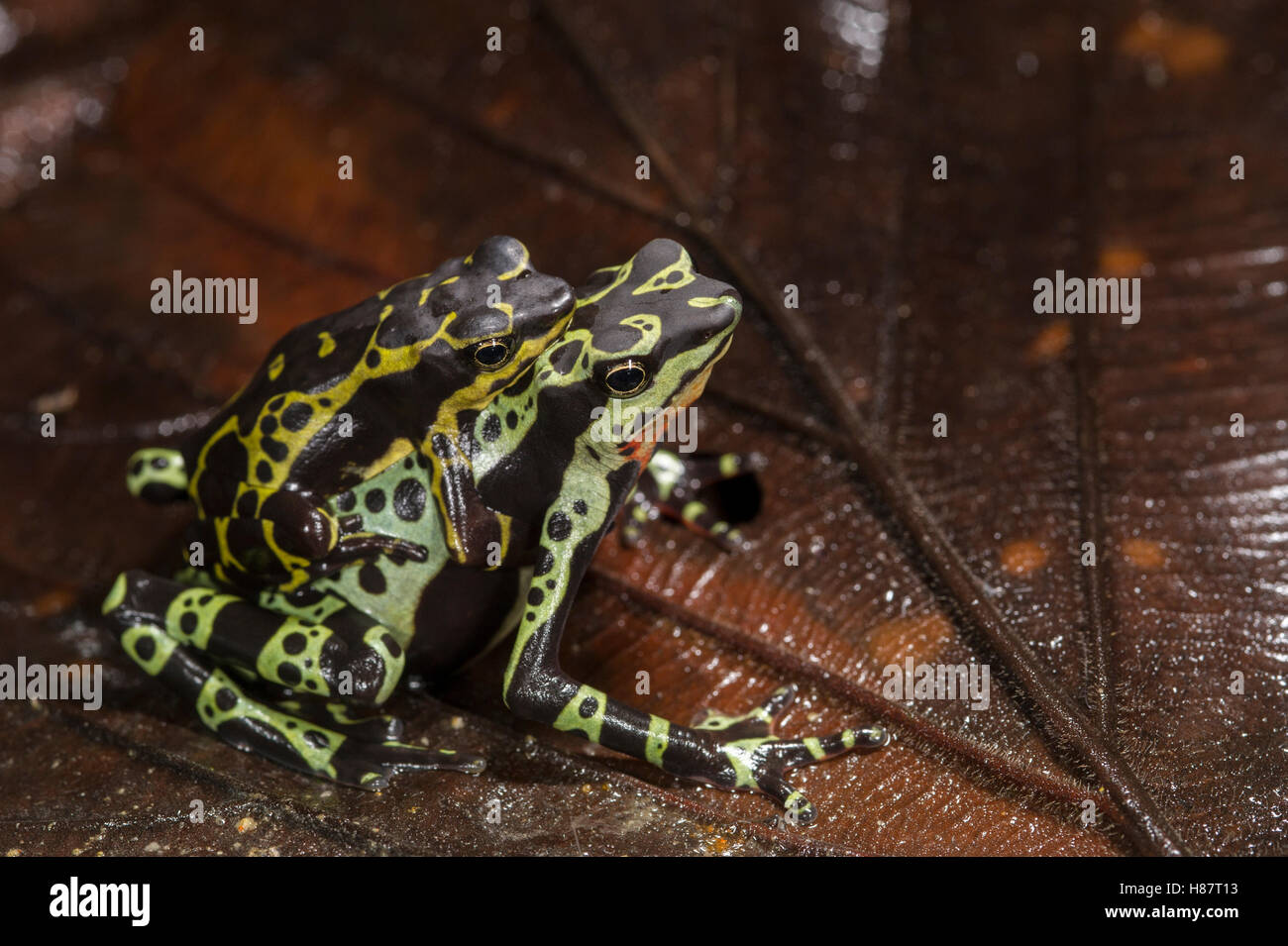 Toad (Atelopus sp) pair in amplexus, new undescribed species, native to ...