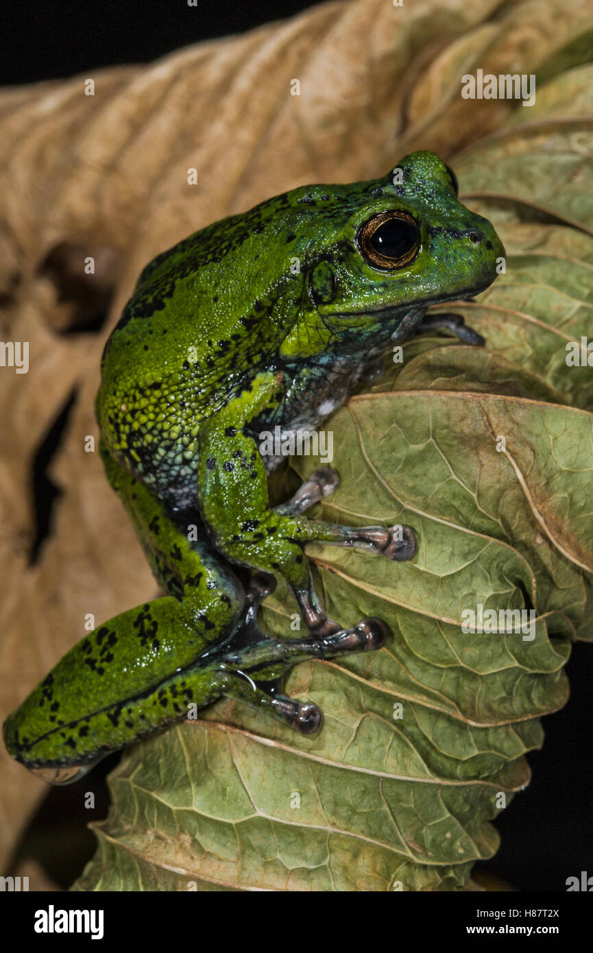 Andean Marsupial Tree Frog (Gastrotheca elicioi), new species, native ...