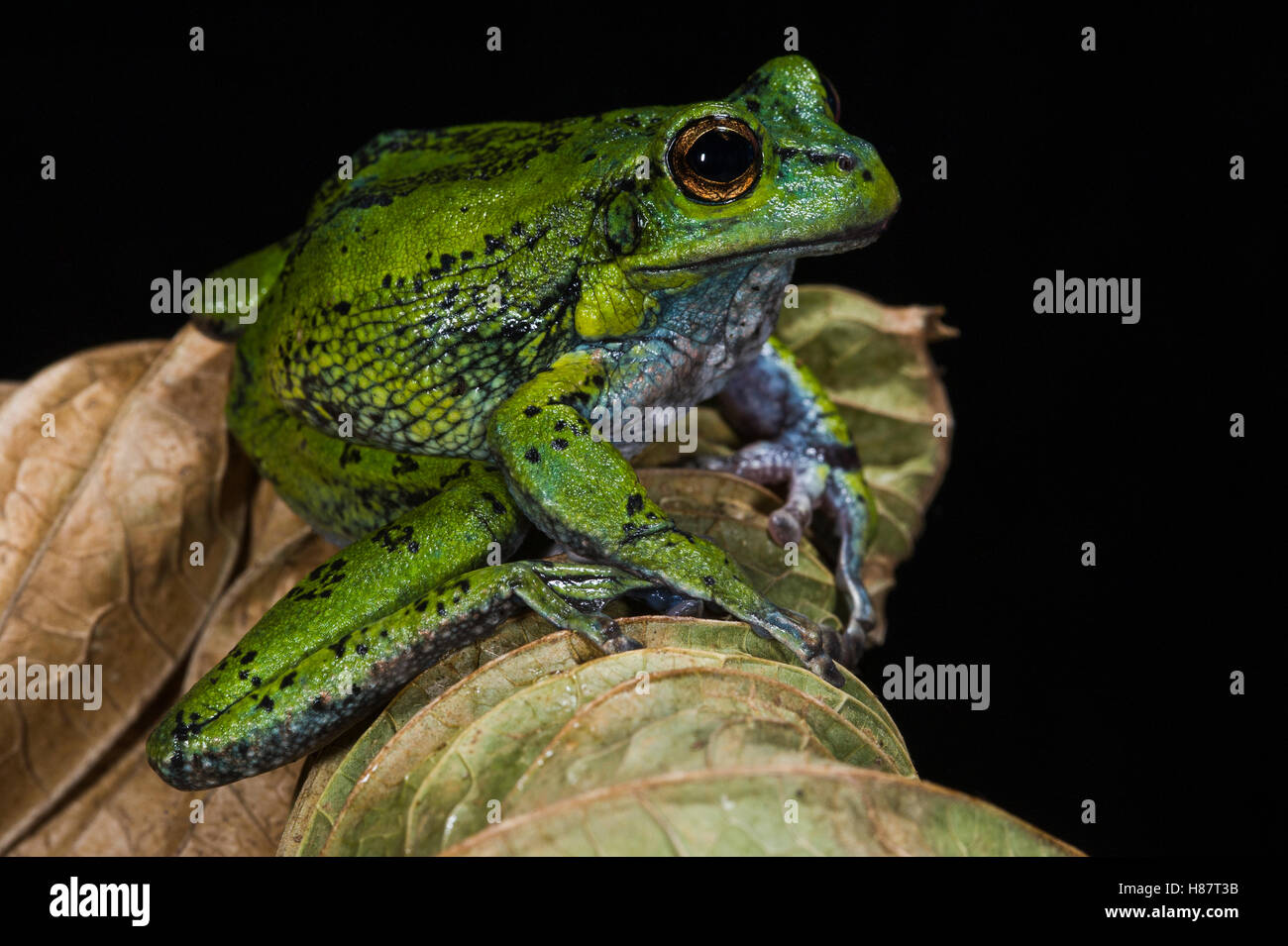 Andean Marsupial Tree Frog (Gastrotheca elicioi), new species, native ...