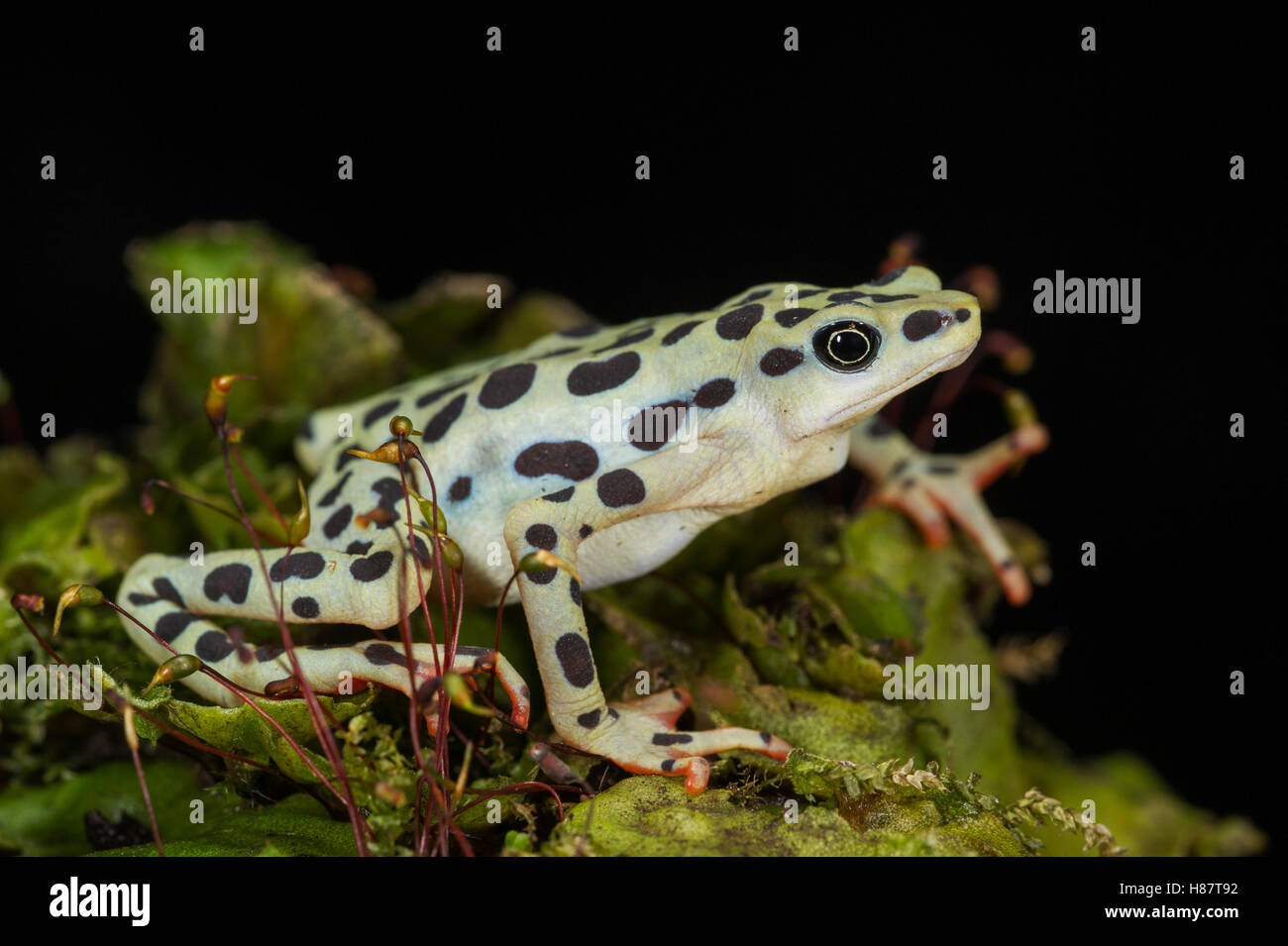 Rio Pescado Stubfoot Toad (Atelopus balios), rediscovered in 2015 ...