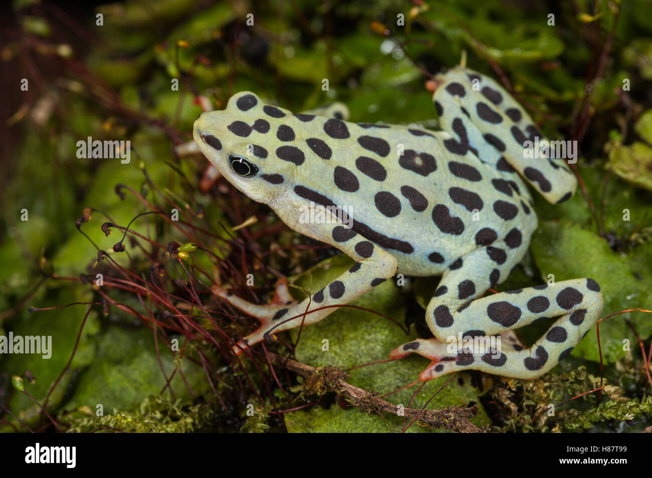 Rio Pescado Stubfoot Toad (Atelopus balios), rediscovered in 2015 ...
