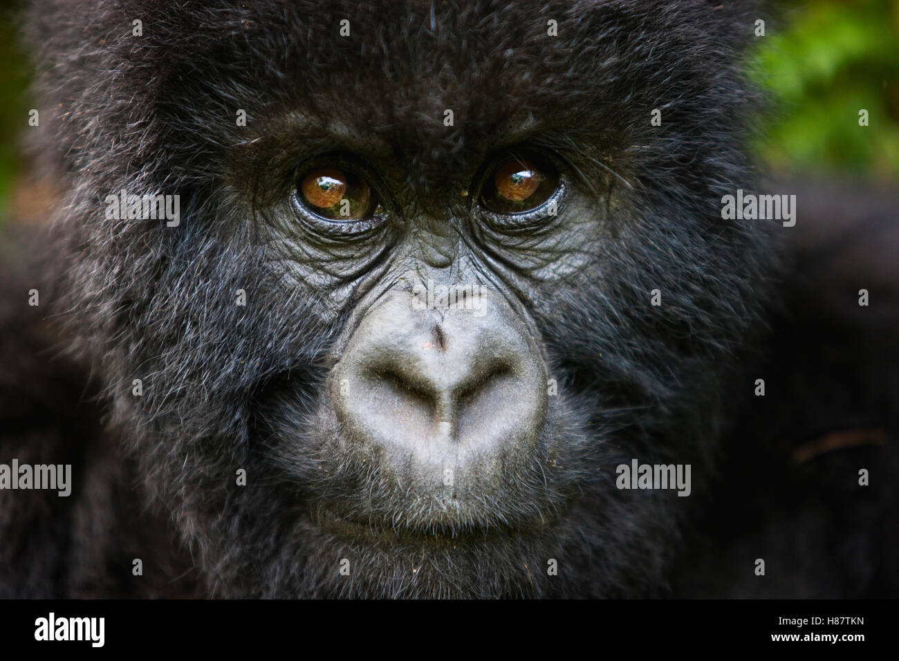 Mountain Gorilla (Gorilla gorilla beringei) juvenile male, Volcanoes ...