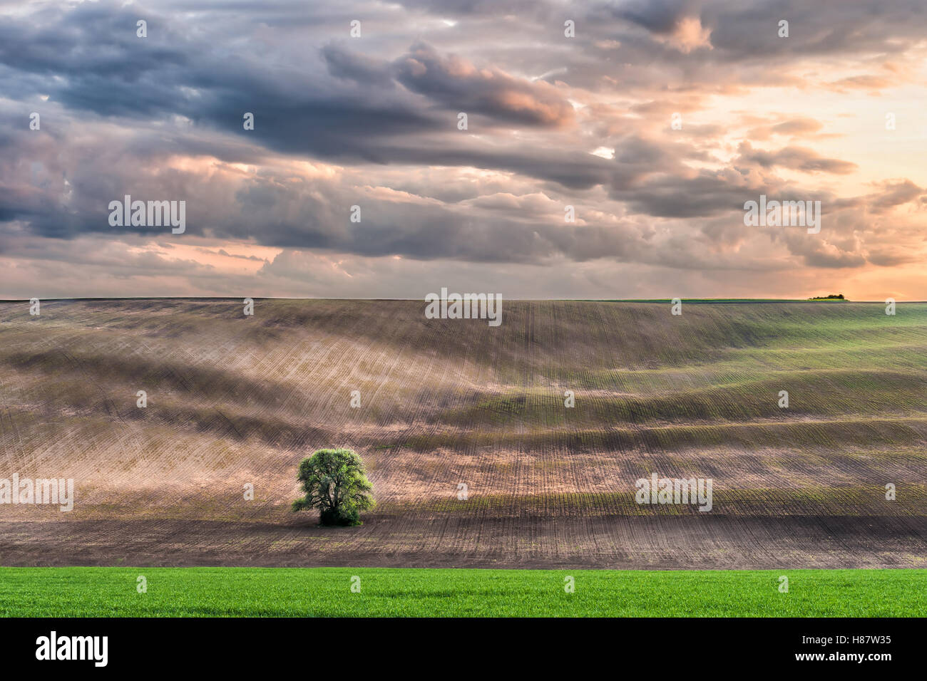 Landscape with lonely tree in field and dramatic sky Stock Photo - Alamy