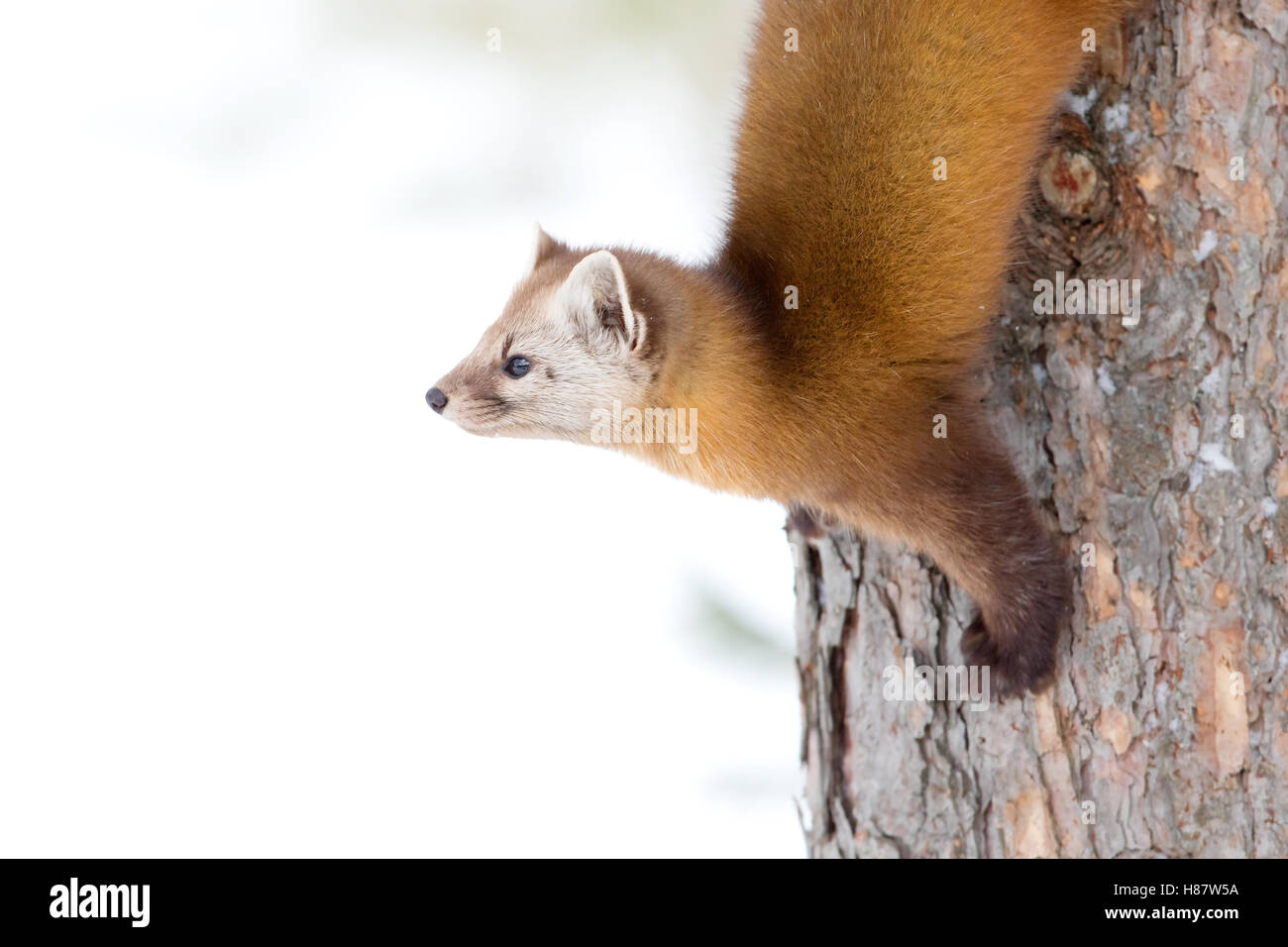 Pine marten climbing down tree in Algonquin Park in winter in Canada ...